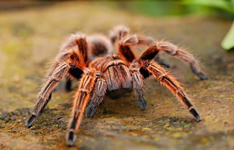 Do Pet Tarantulas Recognize Their Owners? – Pets Hopes