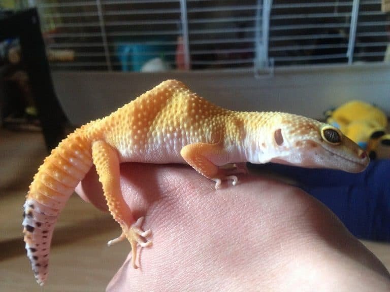 How Often Do Leopard Geckos Shed? – Pets Hopes