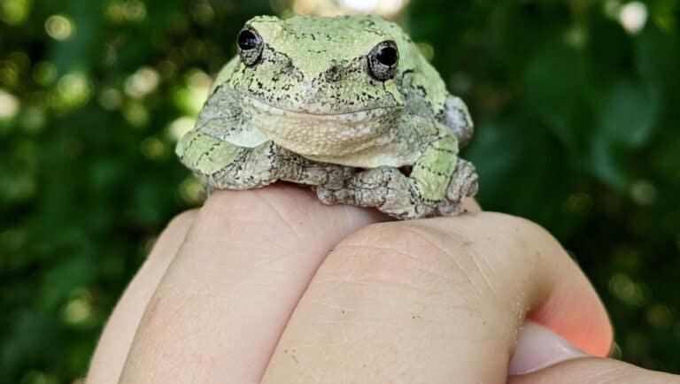 Can Frog Bite – Pets Hopes