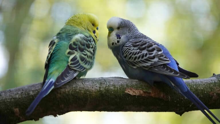 Can Parakeets Talk? Everything You Need To Know – Pets Hopes