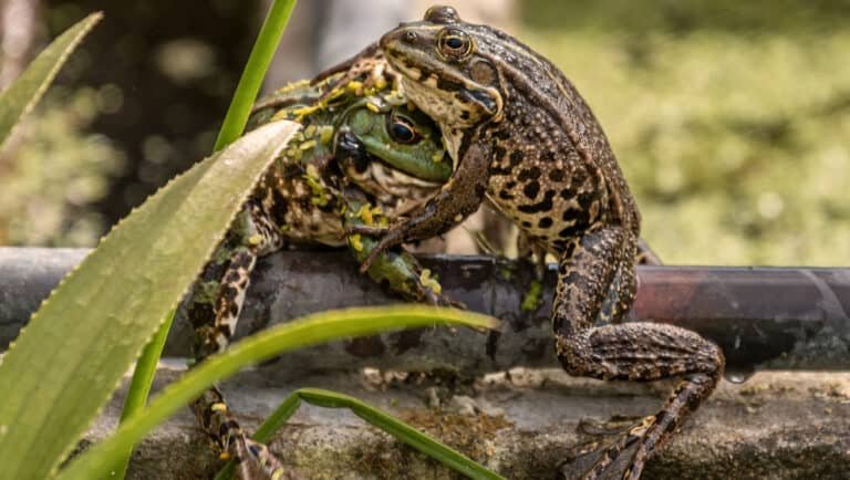 Do Frog Bite & Does It Hurt? How To Deal With It. – Pets Hopes