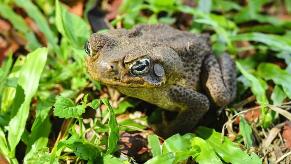 Frog Hibernation – A Complete Guide – Pets Hopes