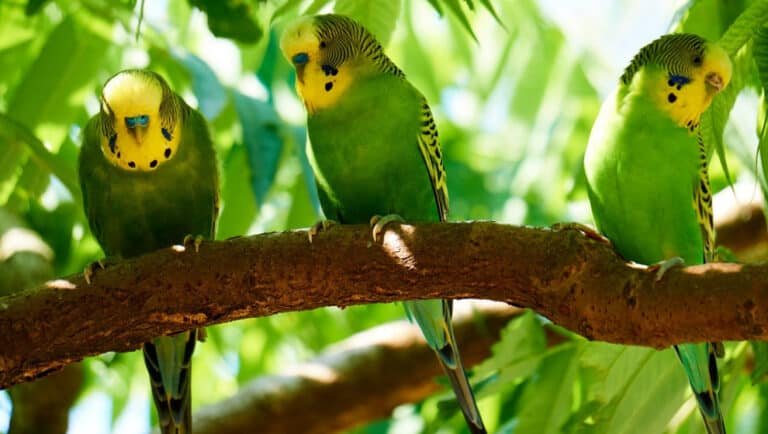 Parakeet Sleeping – Everything You Need To Know – Pets Hopes