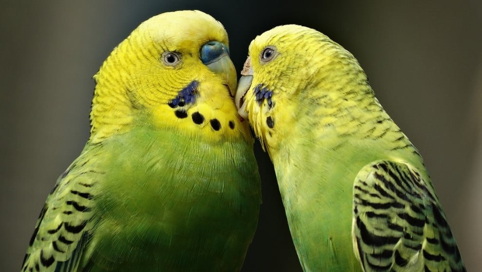 Parakeets Lifespan – How Long Do Parakeets Live? – Pets Hopes