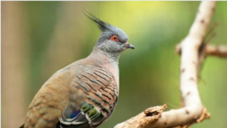 Types Of Pigeons – 30 Most Beautiful Pigeon With Pictures – Pets Hopes