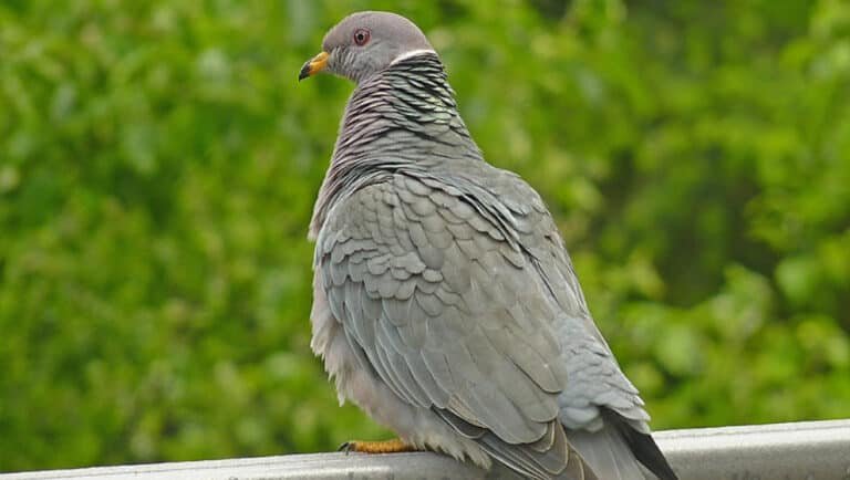 Types Of Pigeons – 30 Most Beautiful Pigeon With Pictures – Pets Hopes