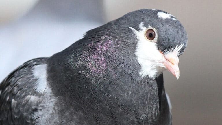 Types Of Pigeons – 30 Most Beautiful Pigeon With Pictures – Pets Hopes