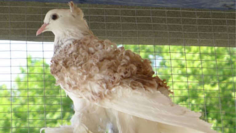 Types Of Pigeons – 30 Most Beautiful Pigeon With Pictures – Pets Hopes