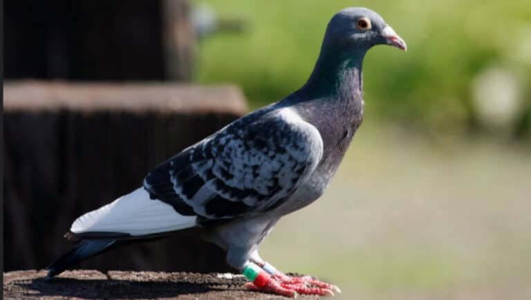 Types Of Pigeons – 30 Most Beautiful Pigeon With Pictures – Pets Hopes