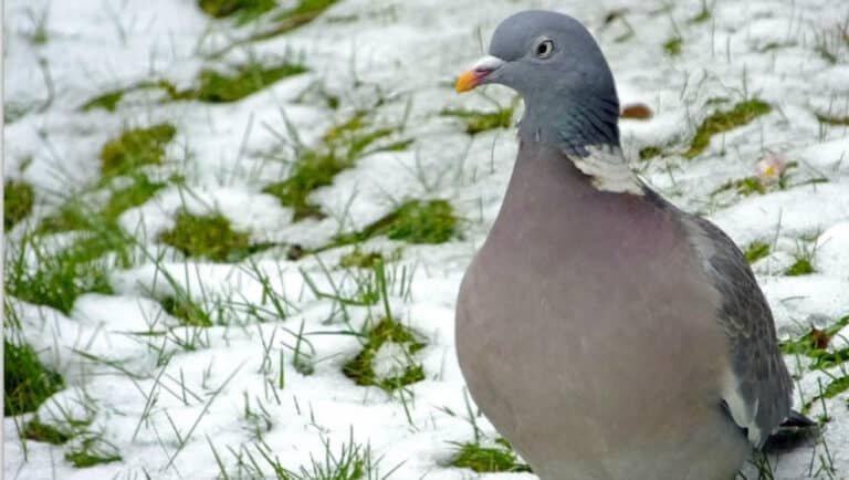 Types Of Pigeons – 30 Most Beautiful Pigeon With Pictures – Pets Hopes