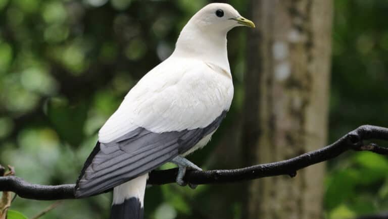 Types Of Pigeons – 30 Most Beautiful Pigeon With Pictures – Pets Hopes